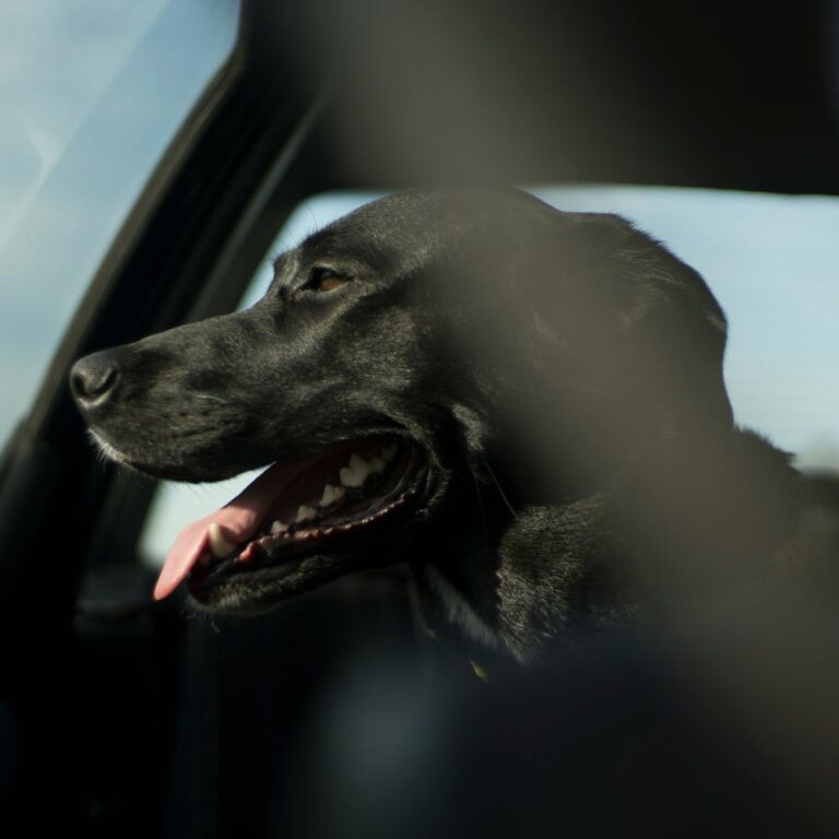 Pet-Friendly Road Trip Routes: Where To Stop With A Dog